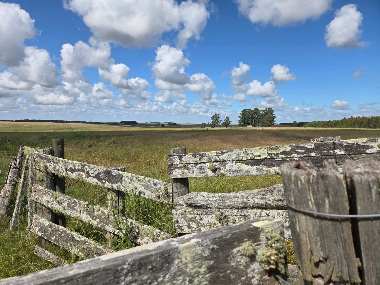 Farmland For Sale In Florida| 308 Acres